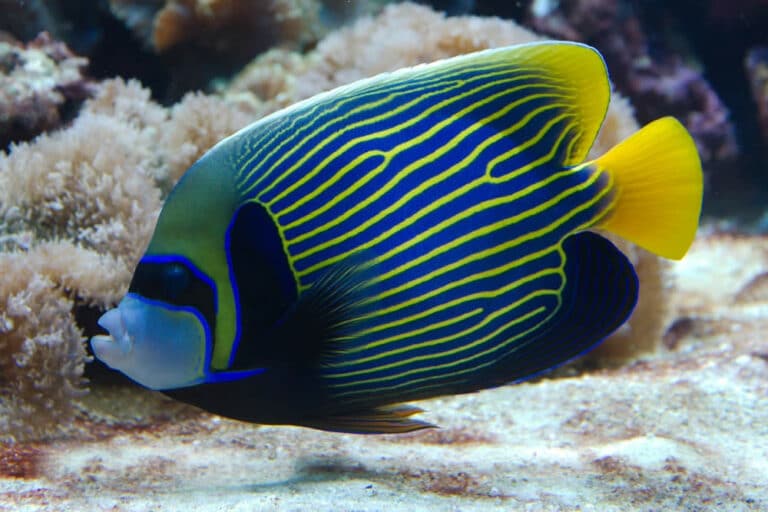 Peixe Anjo imperador - Pomacanthus imperator - Guia do Aquarismo