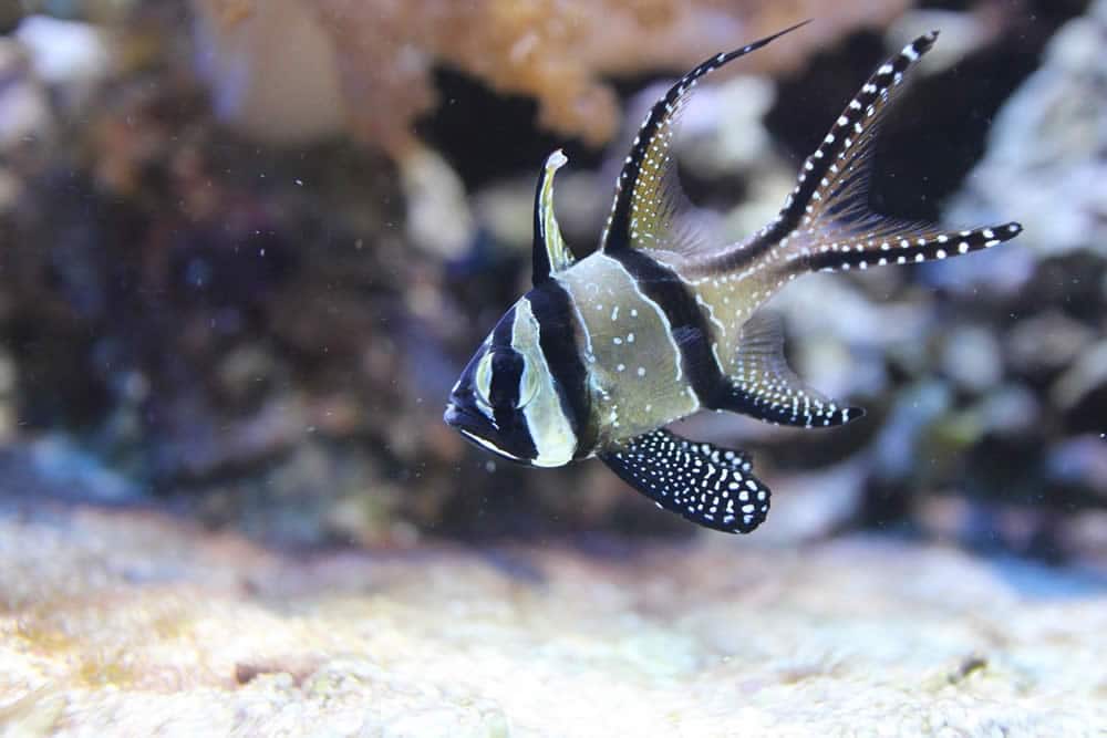 Peixe Cardinal Bangai - Pterapogon Kauderni - Guia do Aquarismo