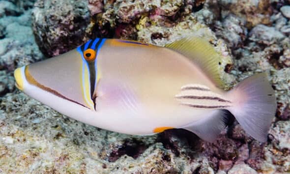 Peixe Cirurgião-Patela - Paracanthurus hepatus - Guia do Aquarismo