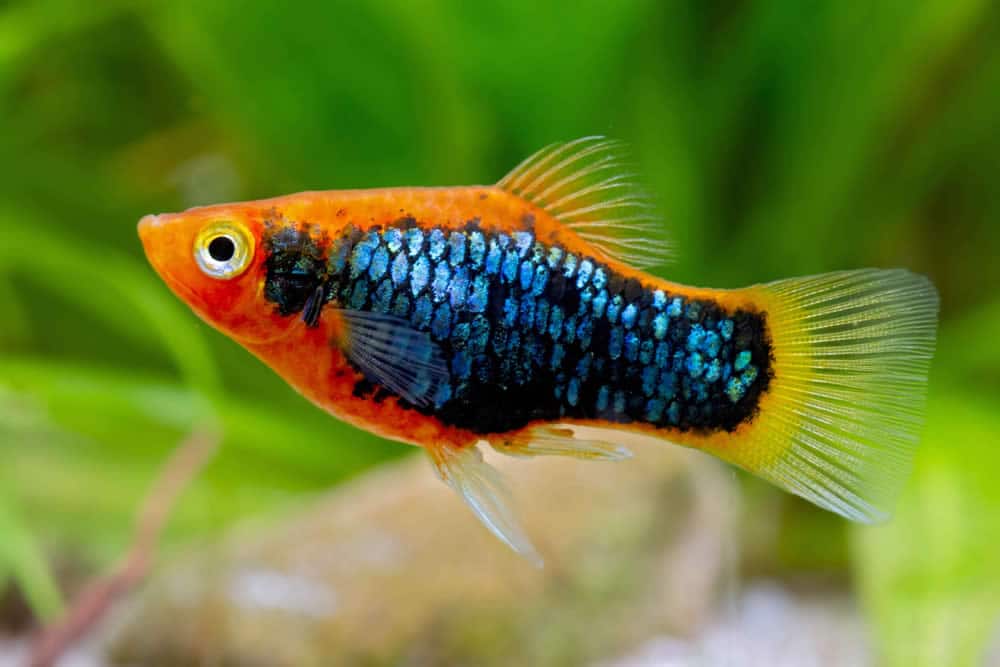 Plati, Platy (Xiphophorus maculatus) - Guia do Aquarismo