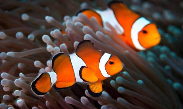 Peixe Anjo imperador - Pomacanthus imperator - Guia do Aquarismo