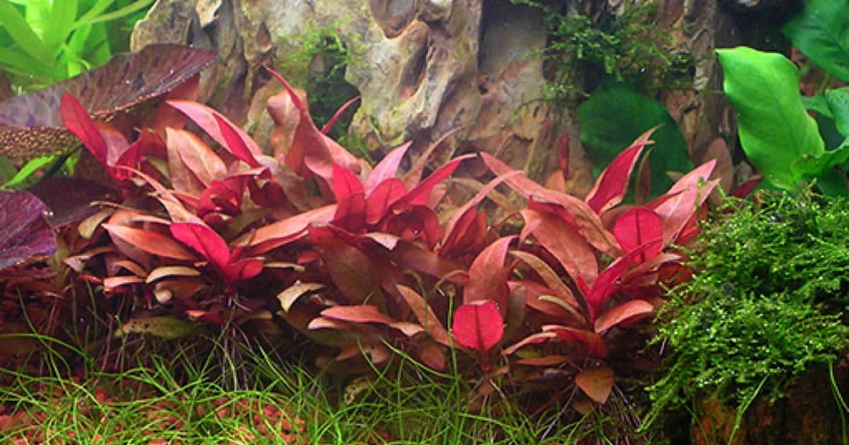 Alternanthera reineckii “Splendida” - Guia do Aquarismo