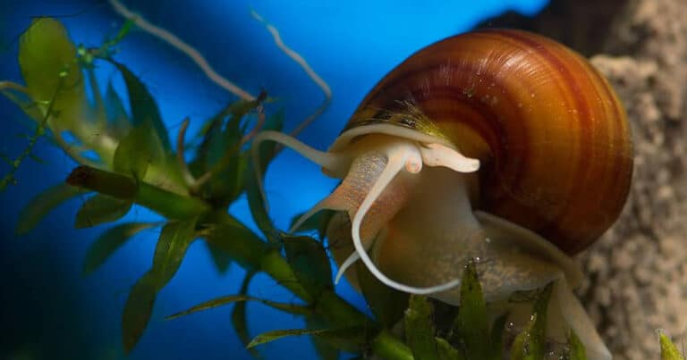 Ampulária (Pomacea diffusa) - Aruá - Guia do Aquarismo