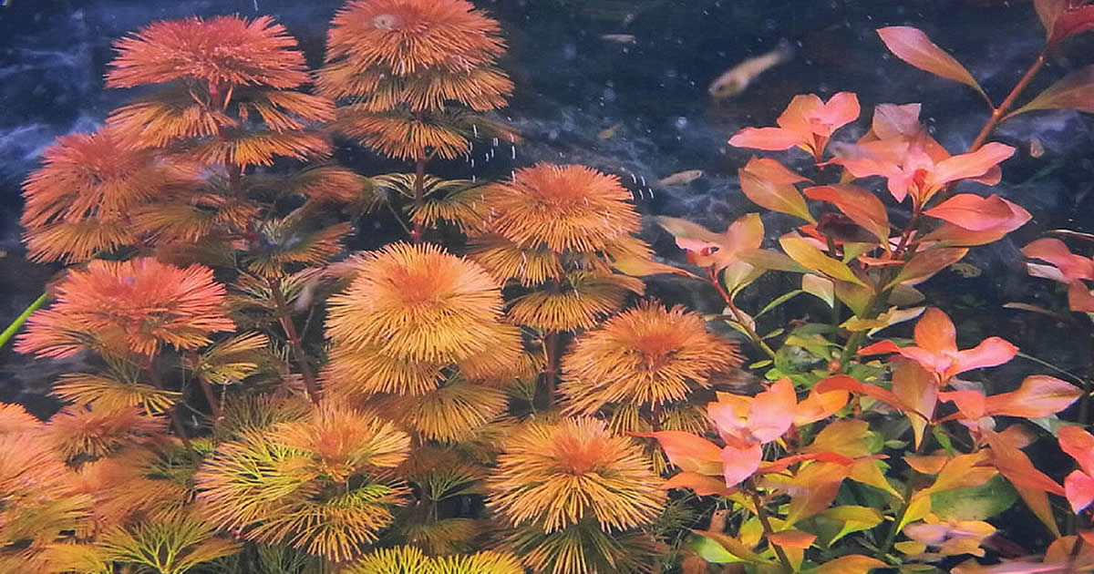 Cabomba Furcata - Guia do Aquarismo