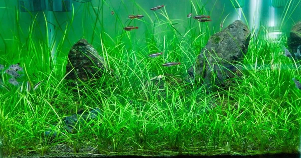 Echinodorus Tenellus - Guia do Aquarismo